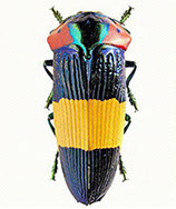 Insectes